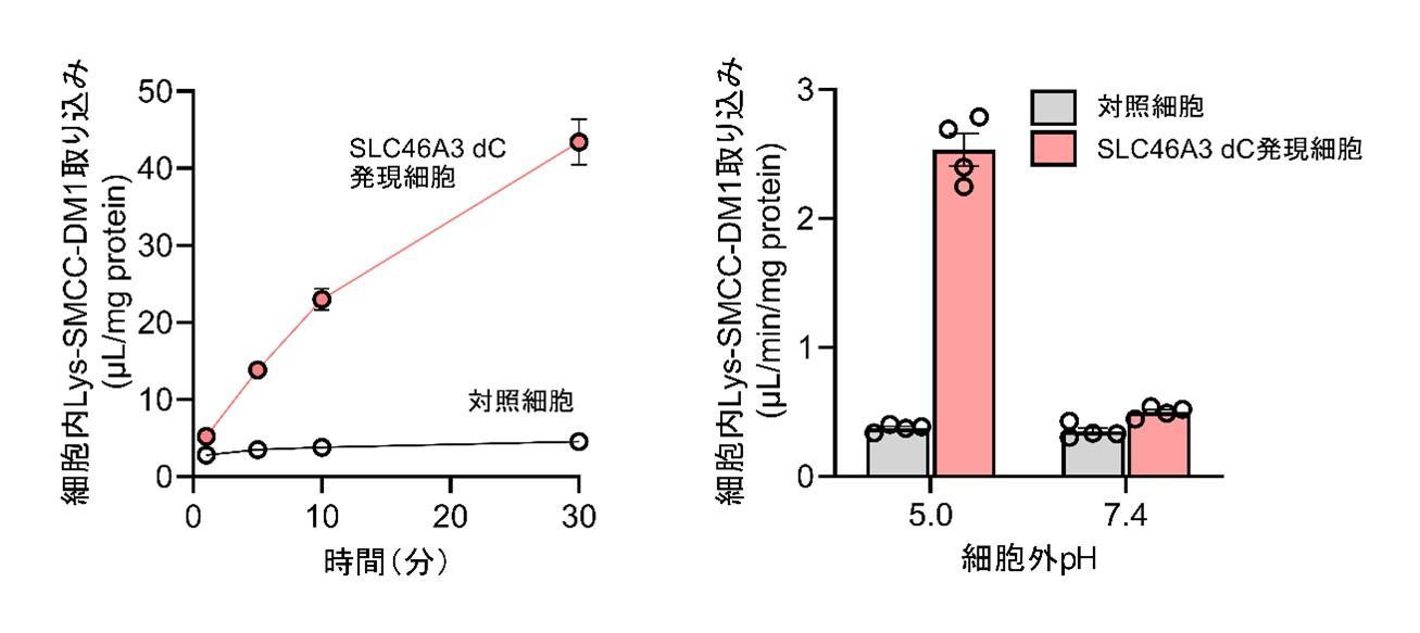 世界初、リソソームから薬物を取り出す輸送体を発見～新規創薬モダリティ開発への応用に期待～ - 大学プレスセンター